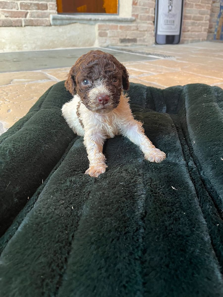 Cucciolo di Lagotto Bianco Marrone