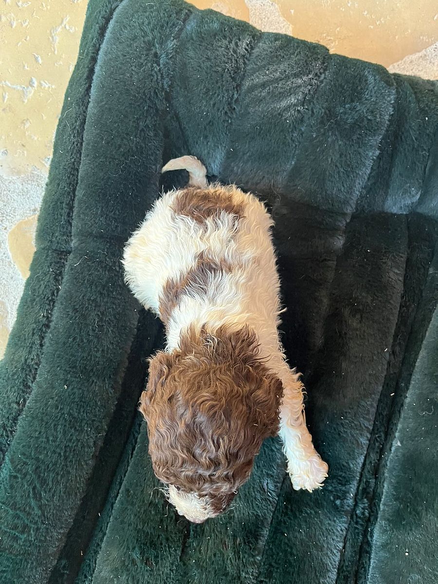 Cucciolo di Lagotto Bianco Marrone
